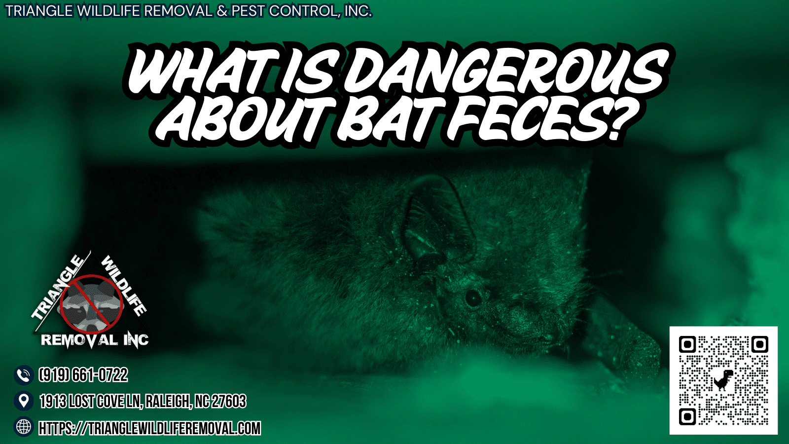 What Is Dangerous About Bat Feces? | Triangle Wildlife Removal (919 ...