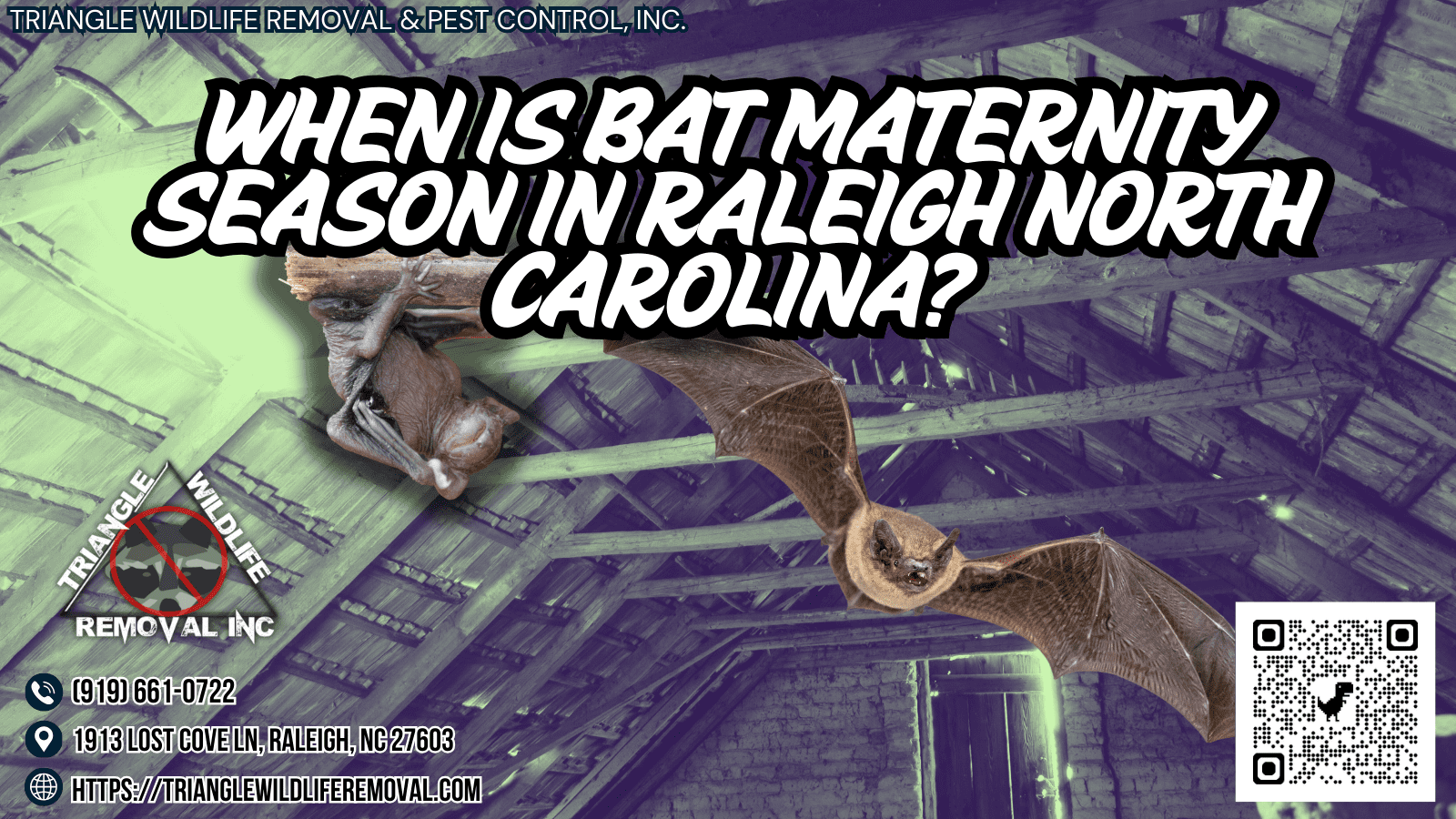 When Is Bat Maternity Season In Raleigh North Carolina? | Triangle ...