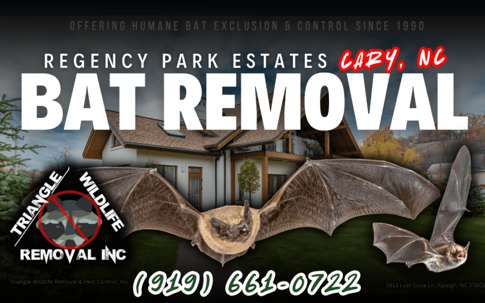 Regency Park Estates, Cary, NC Bat Removal Service (919) 661-0722 ...