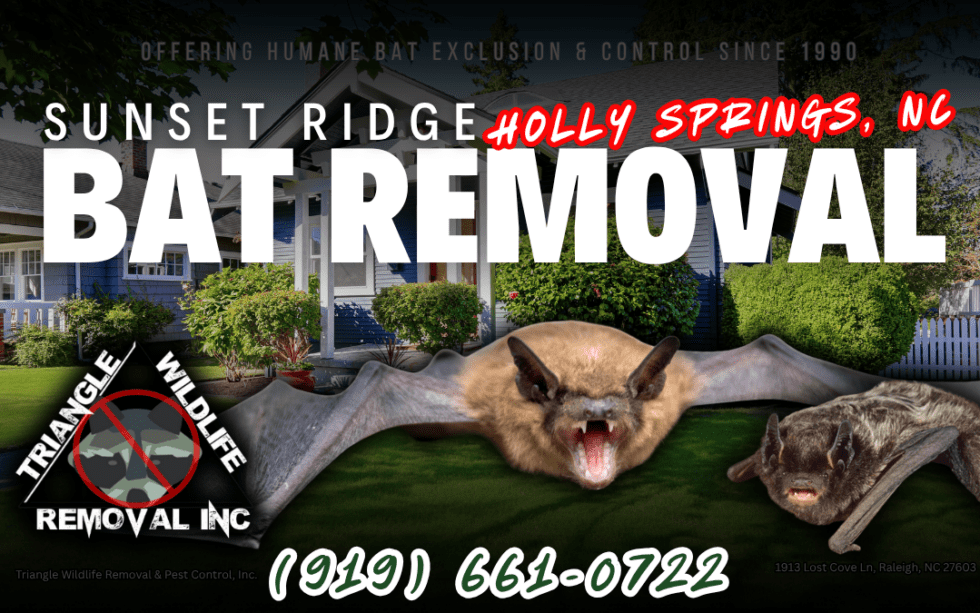 Sunset Ridge, Holly Springs, NC Bat Removal Service (919) 661-0722 ...