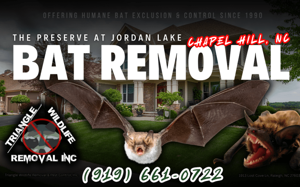 The Preserve at Jordan Lake, Chapel Hill, NC Bat Removal Service (919 ...